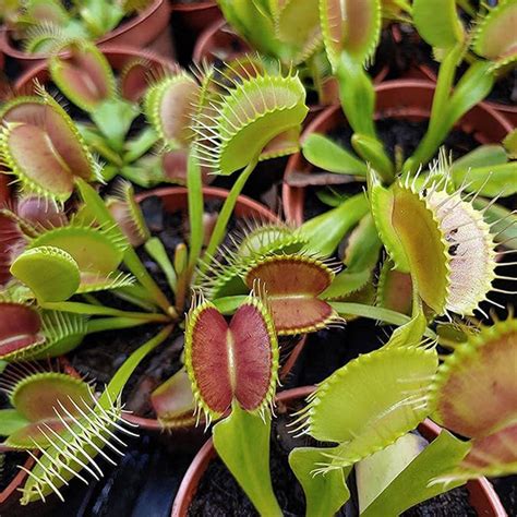 Venus Fly Trap Seeds Venus Flytrap Seeds For Planting Home Garden