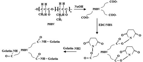 Schematic Illustration Of The Process Of The Gelatin Cross Linking Onto