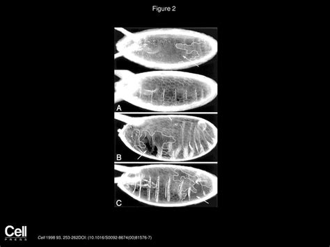 Localized Requirements For Windbeutel And Pipe Reveal A Dorsoventral