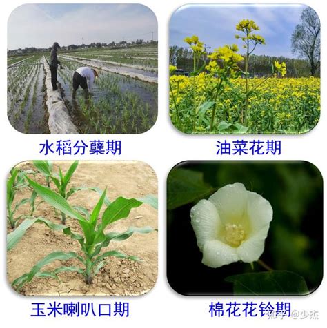 种植农作物你知道应该什么时间施肥吗 知乎