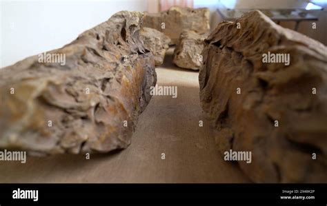 Close Up Of A Fossilized Mammoth Bone Ancient Fossils In A Museum On A