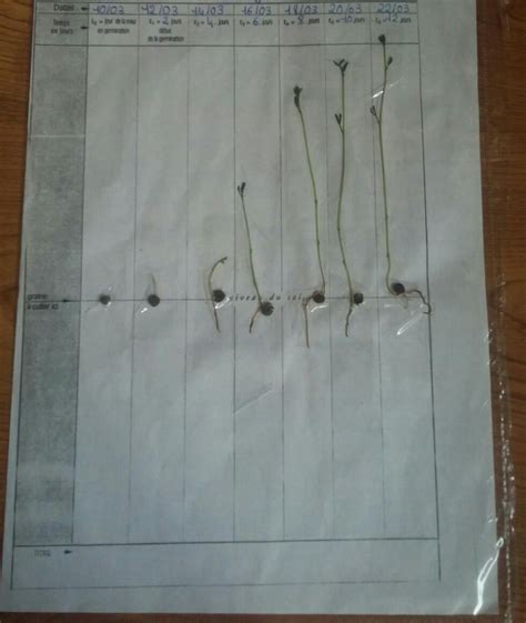 La Germination Des Lentilles Svtaucollege