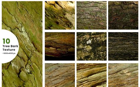 Timber Brak Texture Background And Palm Tree Trunk Texture Tree Grunge