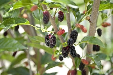 7 Self Pollinating Fruit Trees For The Easiest Harvest
