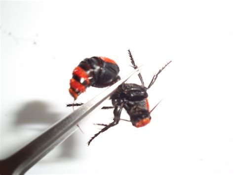 Cow Killer Ant Sting