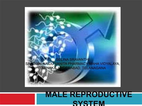 Male Reproductive System Pptx