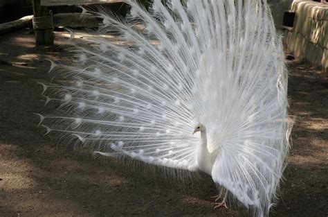 Free Photo White Peacock With His Feathers Flared