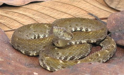 Common Lancehead Bothrops Atrox INaturalist Org
