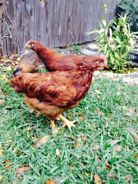 What Do Rhode Island Red Hens Look Like At Molly Cruz Blog