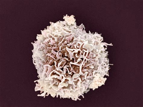 Types And Function Of White Blood Cells Wbcs