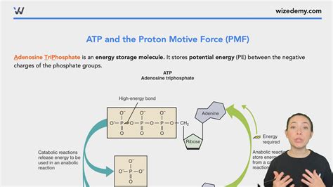 Proton Gradient Formation And Atp Synthesis Masteringbiology