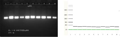 Sgrna Crispr