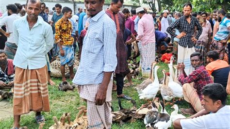 চীনা হাঁস এবং দেশি মুরগি ধামাকা আজকের তিনানীর হাঁস মুরগির হাট ২০২৩ Youtube