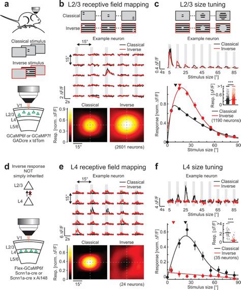 Primary Visual Cortex Layers
