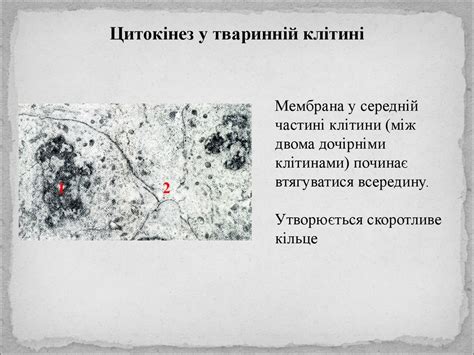 Клітинний цикл Мітоз презентация онлайн