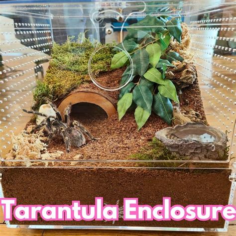 Terrestrial Tarantula Basic Acrylic Tank Rose Hair Tarantula