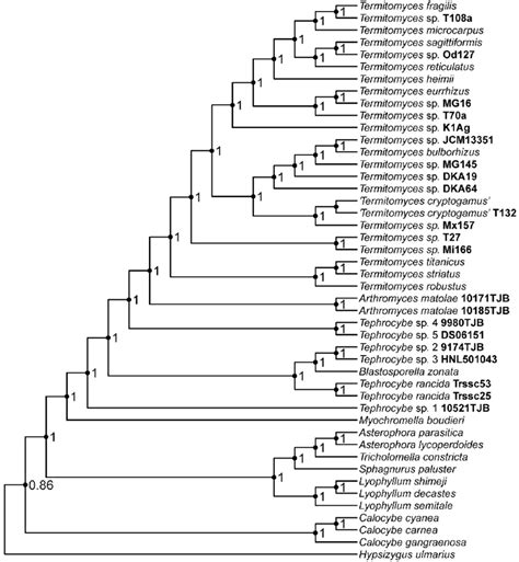 Figure S1 Phylogenetic Tree Resulting From Coalescent Based Astral Download Scientific
