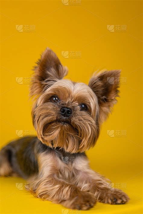 黄色背景上的约克夏梗犬