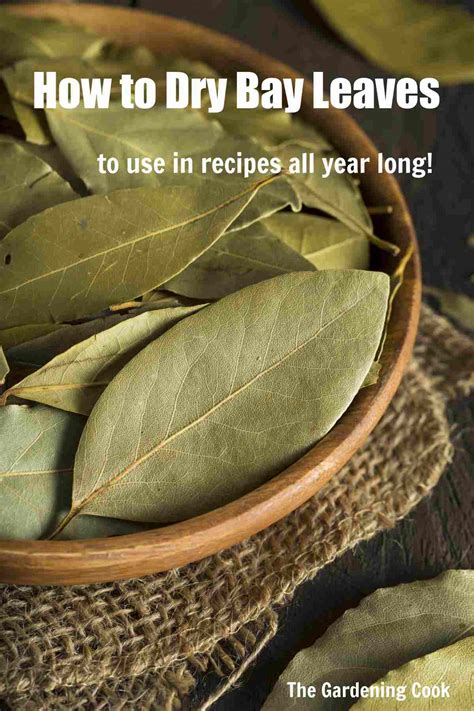 How To Dry Bay Leaves Tips For Preserving Bay Laurel Leaves
