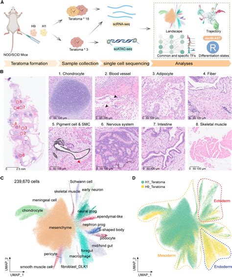 Characterization Of Human Pluripotent Stem Cell Differentiation By