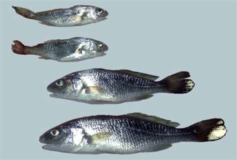 Vitamins Varied Factors Affect Health Disease Resistance Effects In