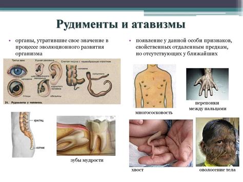 Эволюция человека Расы презентация онлайн