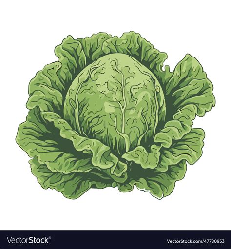 Cabbage Vegetable Salad Healthy Meal Royalty Free Vector