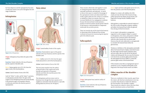 Pdf Subscapularis Exercises Kr