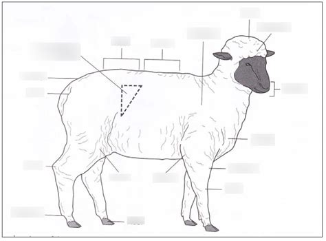 Diagram Of Sheep Common Terms Diagram Quizlet