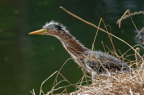 Green Heron Juvenile