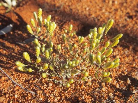 Genus Gnephosis · Inaturalist United Kingdom