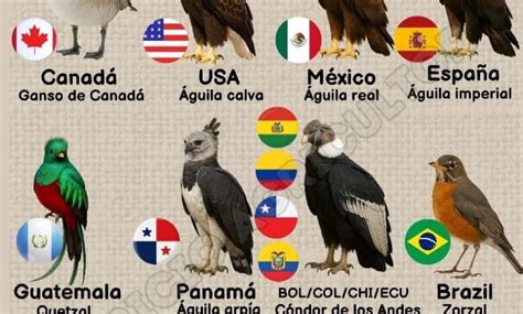 Conoce La Ave Nacional De Cada País