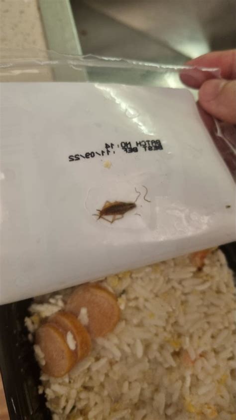Man Finds Cockroach In Cp Ready To Eat Fried Rice Reports Incident To Sfa