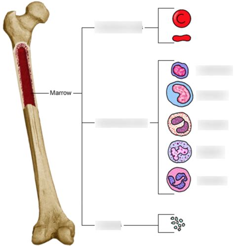 Imed2002 Bone Marrow Diagram Quizlet