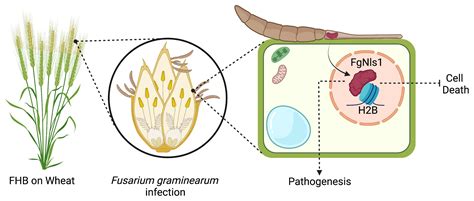 Unraveling The Function Of Fgnls1 A Fusarium Graminearum Effector