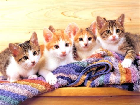 Gatitos Monos Y Tiernos