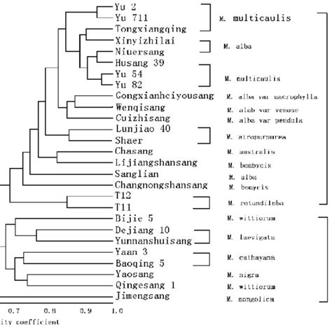 dendrogram obtained by the unweighted pair group method with