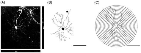 figure 1 from sholl analysis a quantitative comparison of semi