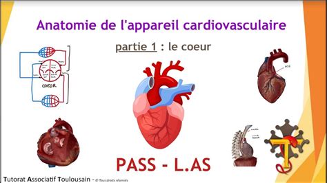 Anatomie de l appareil cardiovasculaire partie 1 Le Cœur Tutorat