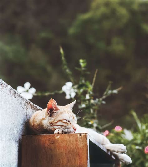 The Power Of Resting How To Unplug Relax And Replenish In A Busy World 🪫 — Carolina Santos