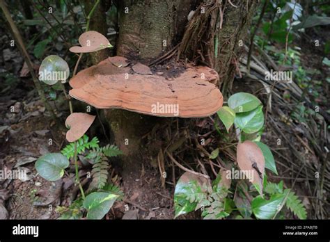 A Large Reddish Bracket Mushroom Called As The Artists Bracket