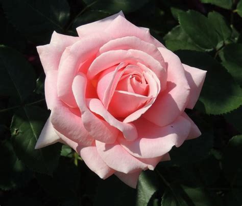 Рози 155 снимки Най добрите сортове засаждане грижи отглеждане и размножаване инструкции