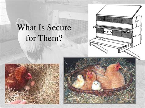 Ppt Breeders Layers And Hatching Egg Production Powerpoint