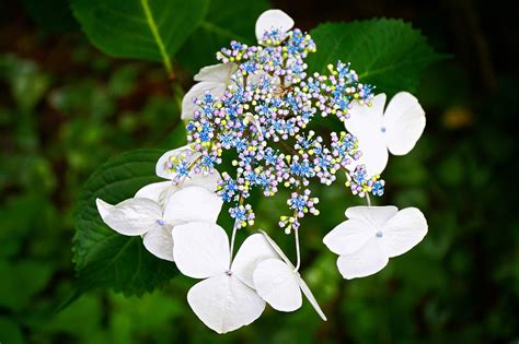 绣球花 花 夏天 Pixabay上的免费照片 Pixabay