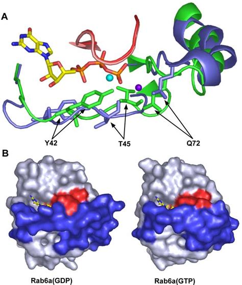Illustration Of The Structural Differences Between The Gtp And