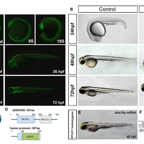Loss Of Ddx39a Leads To An Embryonic Lethal Phenotype In Zebrafish