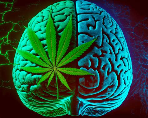 Effets irréversibles du cannabis sur le cerveau étude majeure