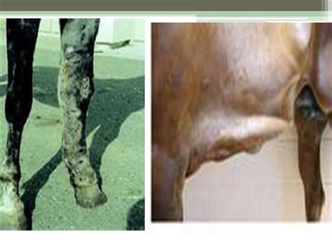 Ulcerative Lymphangitis Pesudotuberculosis Or Ulcerative Cellulitis