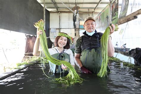 來一場美濃食趣小旅行水洗野蓮品嚐野蓮麵包採摘橙蜜香番茄未來超市血拼樂趣多多 LINE 熱點
