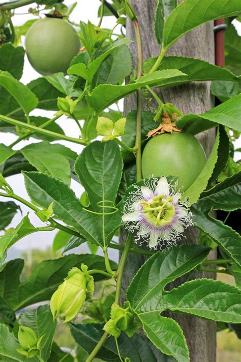 Granadilha cultivo de maracujá Dicas da avó